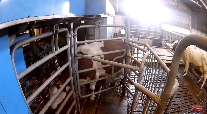 Boumatic Robotics MR - D1 | Full HD | Melk Robot