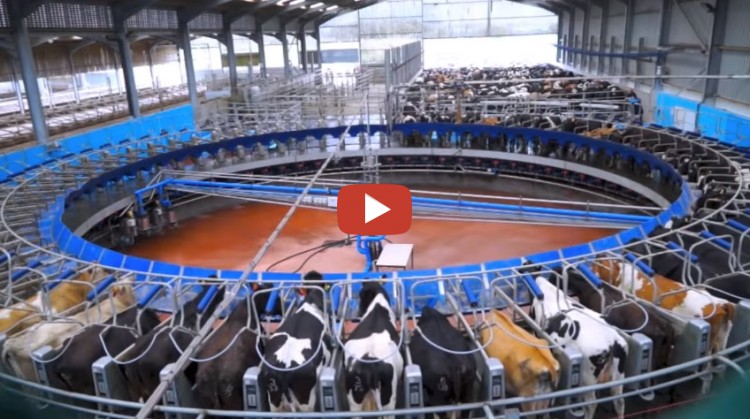 70 stands De-Laval Rotor melkstal . Glenapp Farm Ayrshire.DairyCo.