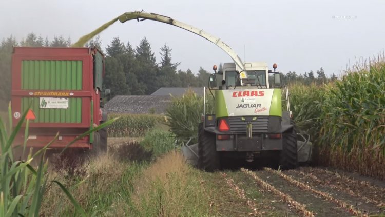 Loonbedrijf H van Haarst (Hoge Hexel) in de mais met Claas Jaguar 850 ...