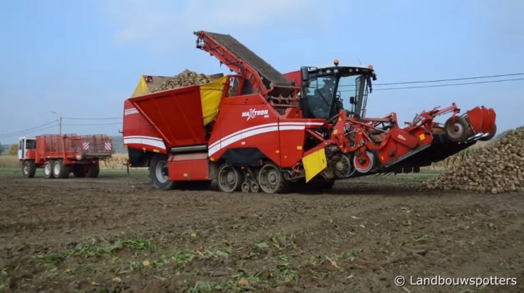 Grimme maxtron 620 -Dewulf 8000 -Bieten rooien 2016- Goemaere uit Sint ...
