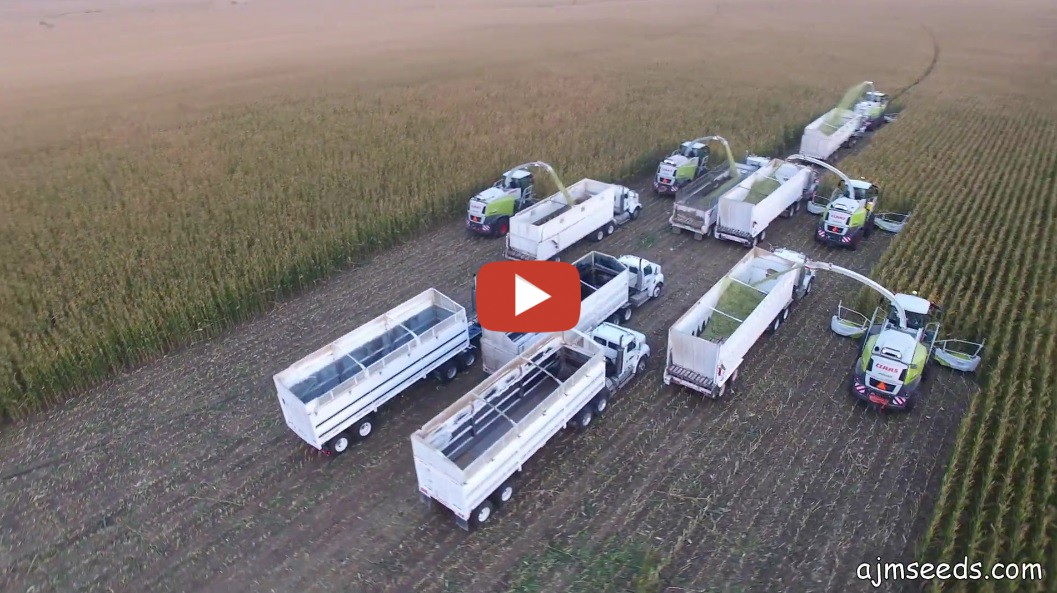 Maisteelt in Zuid Alberta Canada