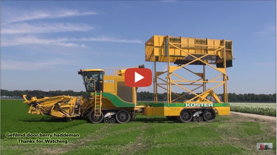 Gebr. Koster uit Biddinghuizen. Peterselie maaien | Brand *New Ploeger ...