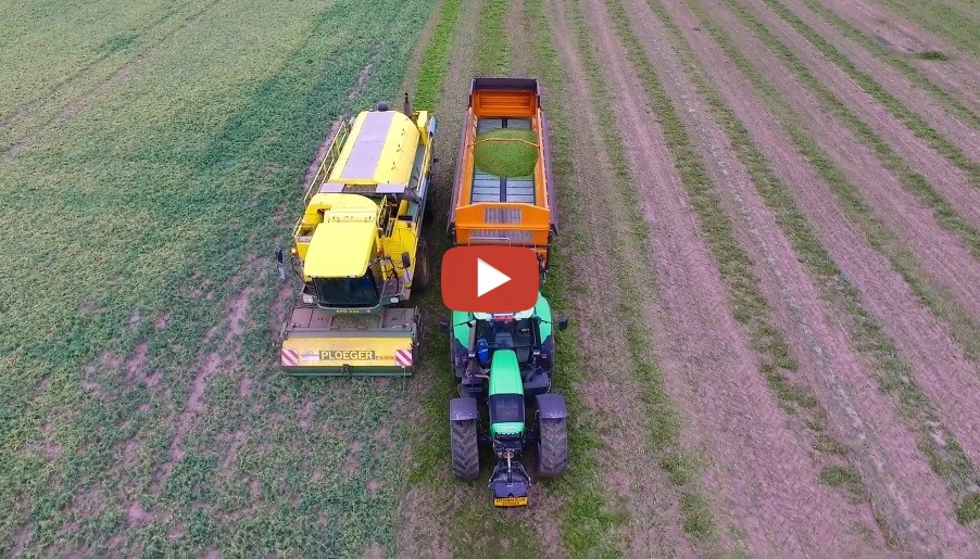 Erwten Dorsen / Pea Harvest / Erbsen Dreschen / Ploeger Machines ...