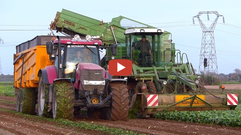 Witlof rooien in Noord Frankrijk New Holland met girlpower.........