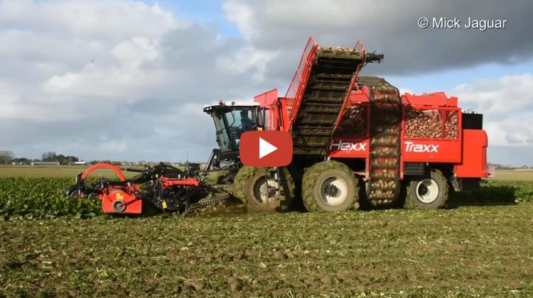 Bieten rooien door Loonbedrijf Van Hal uit Eede (NL) met de nieuwe ...