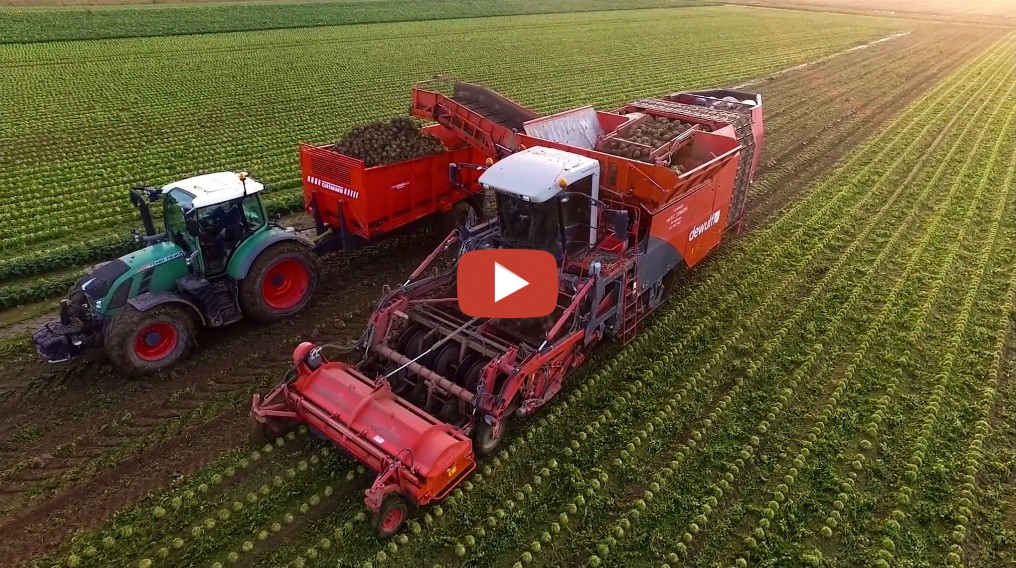 Knolselderij rooien door Loonbedrijf Lokers met een Dewulf Kwatro ...