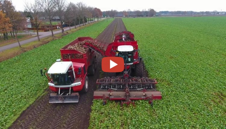 Suikerbieten rooien met een Agrifac Hexx Traxx 12 rijige bietenrooier ...