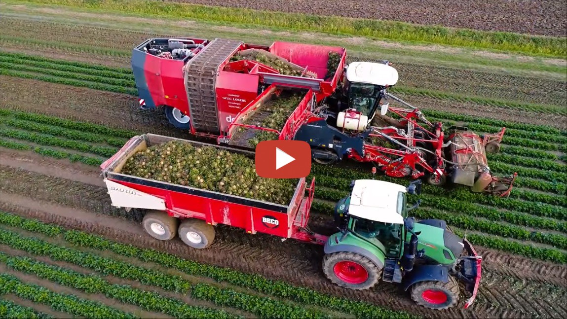 Knolselderij rooien met de nieuwe Dewulf Kwatro 4-rijige zeefbandrooier ...