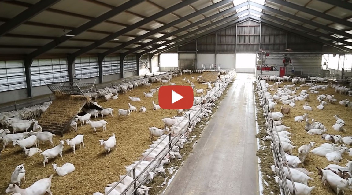 Op bezoek..........Met 1500 geiten heeft de familie Alting een flinke ...