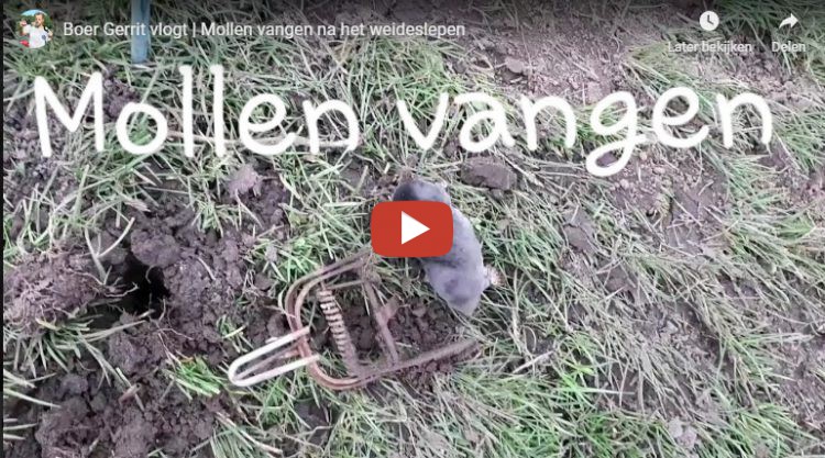 Mollen vangen met boer Gerrit..........