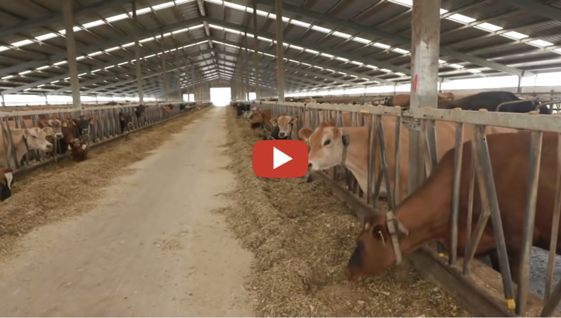 Emigrant uit Nederland melkt met 24 Lely Astronauts robots in Nieuw ...