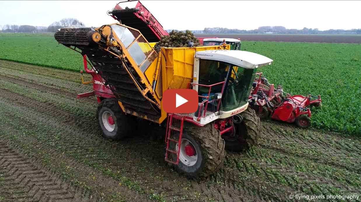Loonbedrijf Lokers uit Zevenbergen is hier knolselderij aan het rooien ...