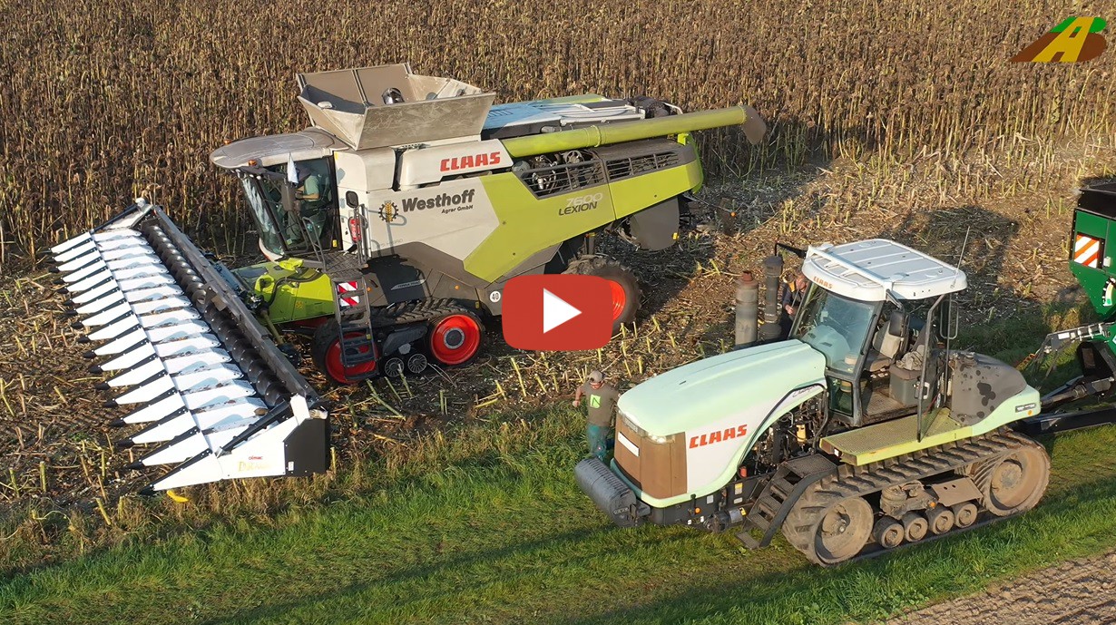 Loonbedrijf Westhoff -Zonnebloemenoogst 2021 met een Claas Lexion 7600 ...