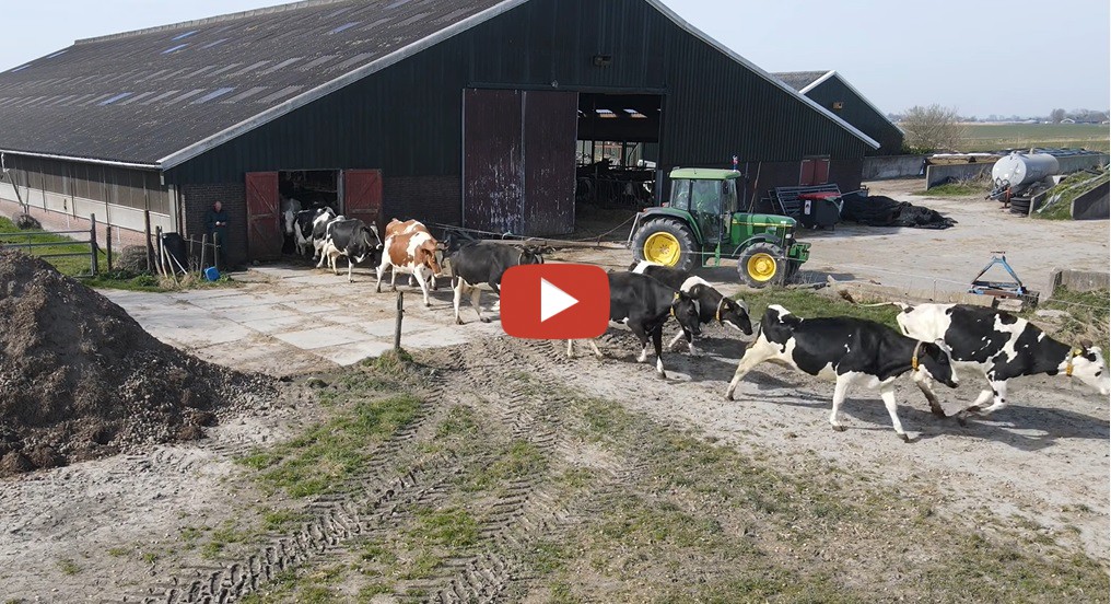 De koeien mogen weer naar buiten bij de Fam. Vellenga in Bartlehiem ...