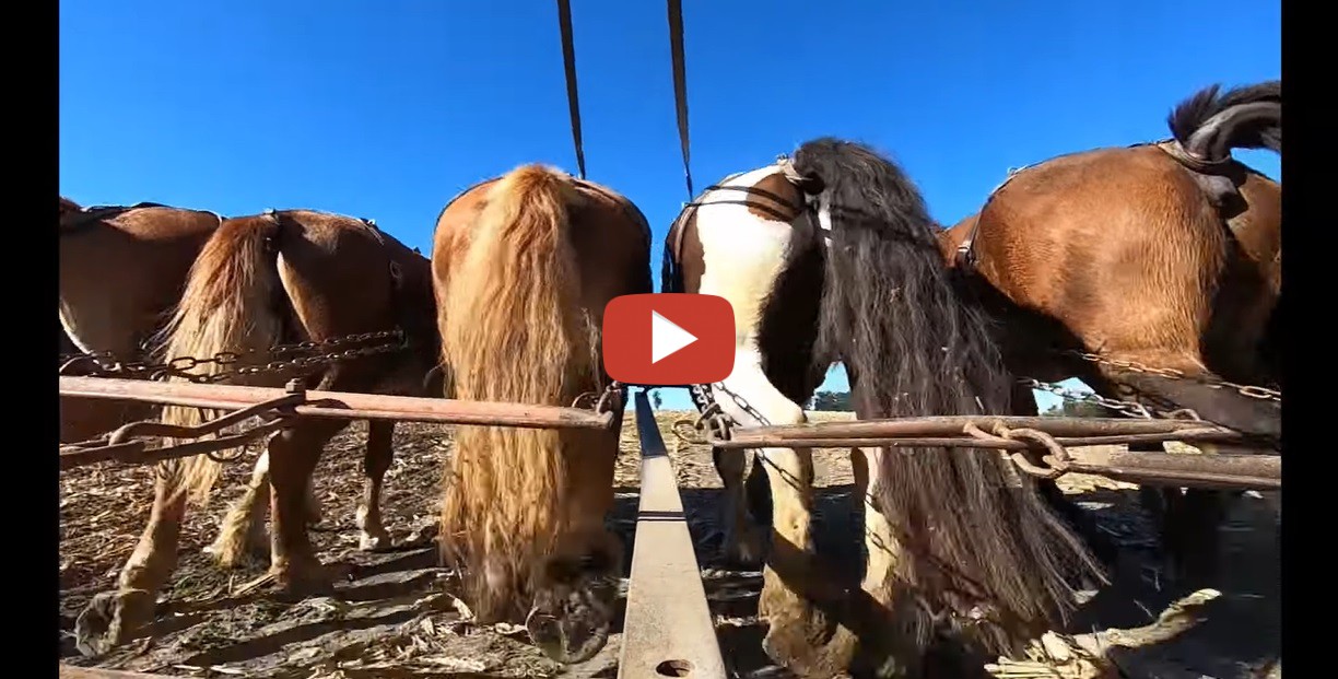 Amish aan het inzaaien na de maisoogst met 6 trekpaarden en muildieren ...