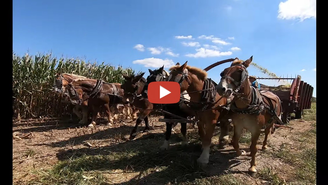 Amish aan het maishakselen met 12 paarden/muildieren....Lancaster ...