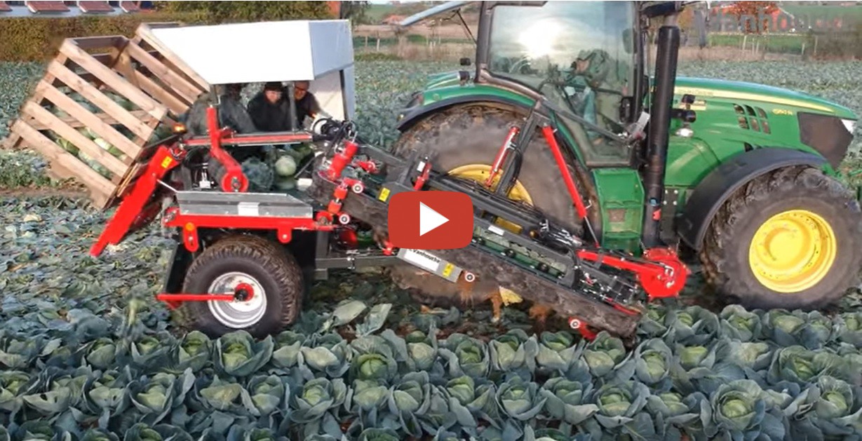 *Witte kool oogsten voor de vers markt......Vanhoucke Machine Engineering