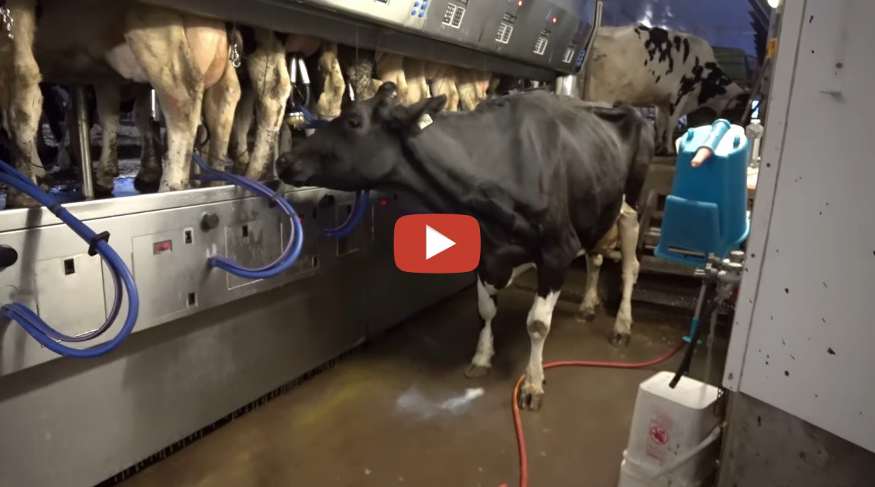 Alex heeft een koe in de melkput.. Dit was niet helemaal de bedoeling ...