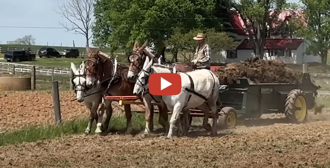 Mest uitrijden met muildieren......The Amish Way........ Rural Heritage