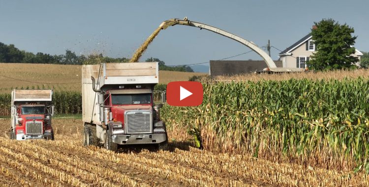 Rohrer Dairy Farms LLC - USA - Herfst 2023. Mais silage met een Claas ...