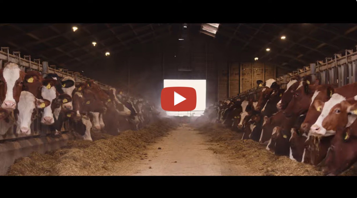 Ode aan de boer - door de ogen van een koe. We hebben het zo slecht nog ...