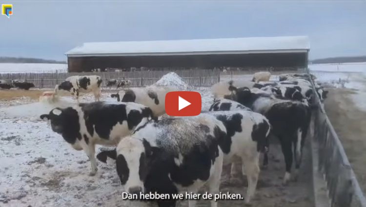 Boeren bij -30 graden in Canada Nederlandse veehouder Slomp in Alberta ...