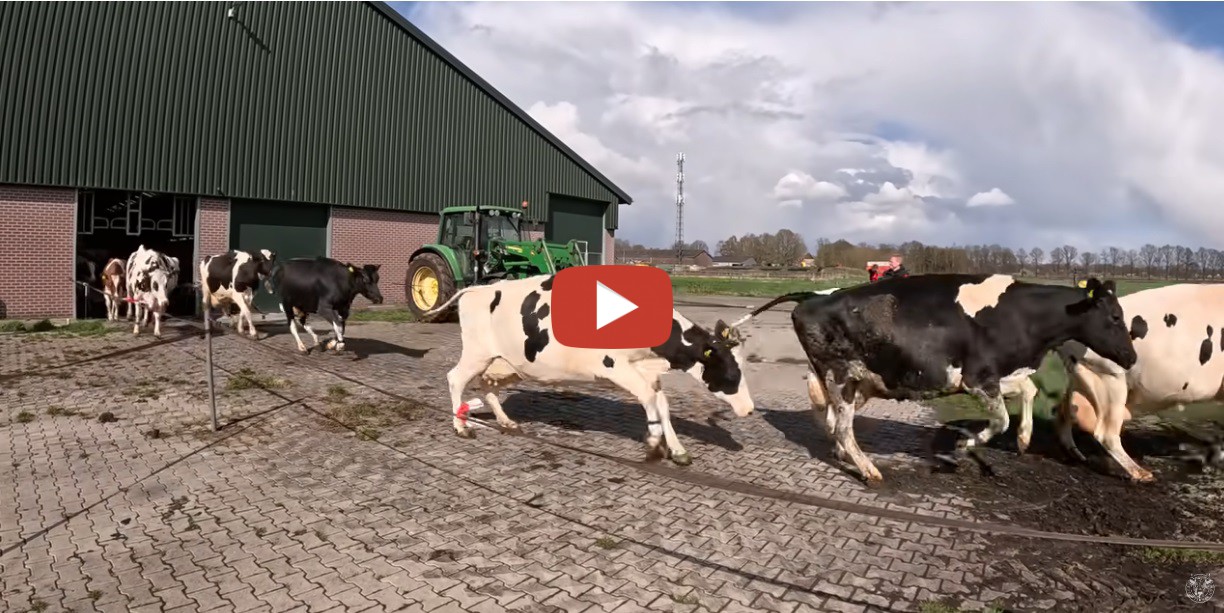 Dutch Farmer John -- Wat een prachtige beelden, de koeien naar buiten ...
