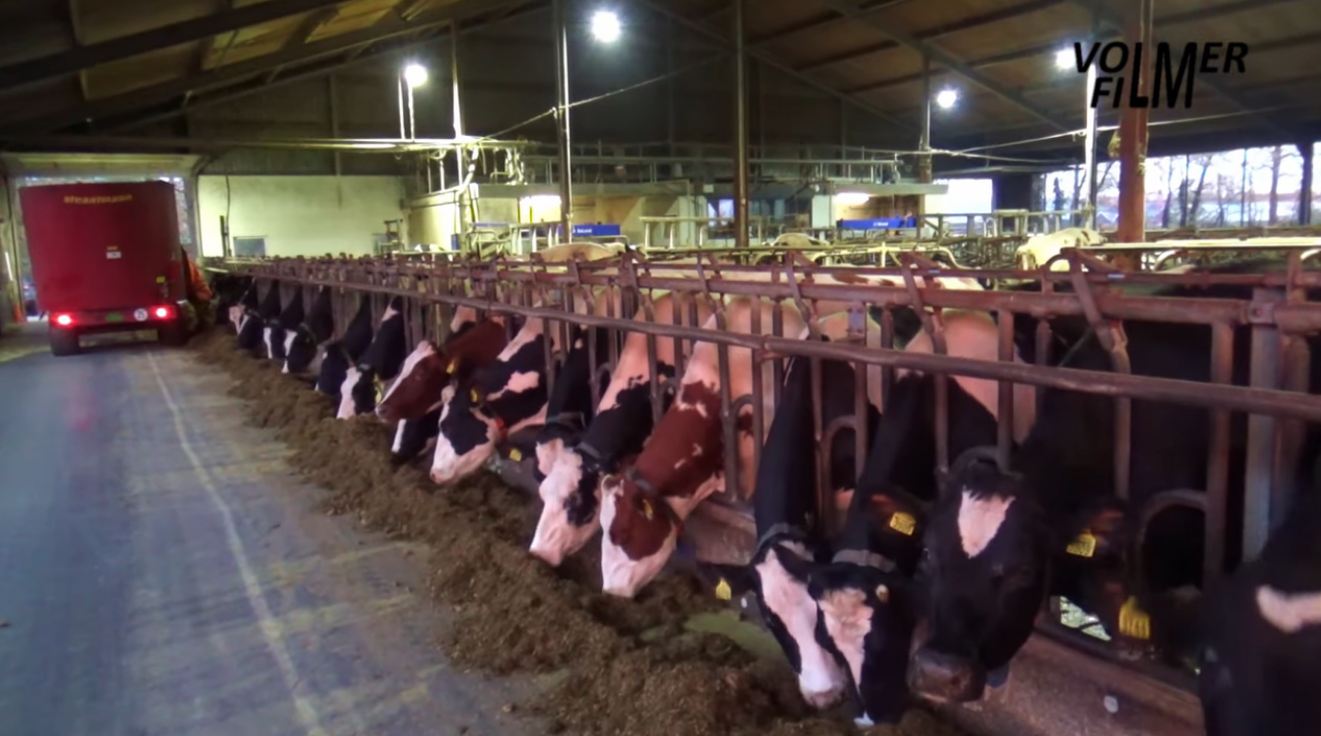 Veebedrijf Hannink aan het koeien voeren met een Ford 6710 tractor met ...